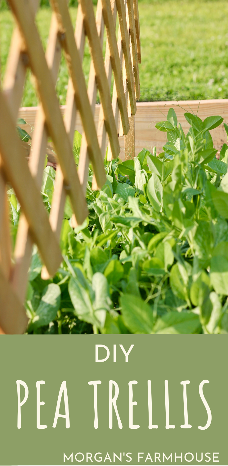 DIY Pea Trellis - Morgan's Farmhouse