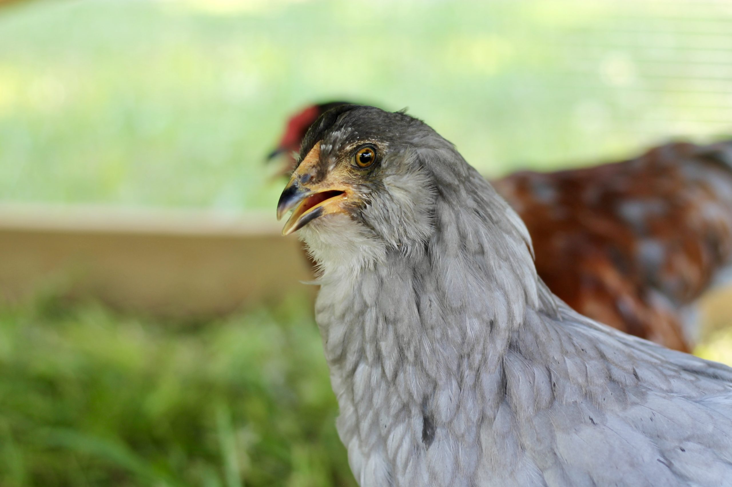 9 Reasons You Should Homestead - Morgan's Farmhouse