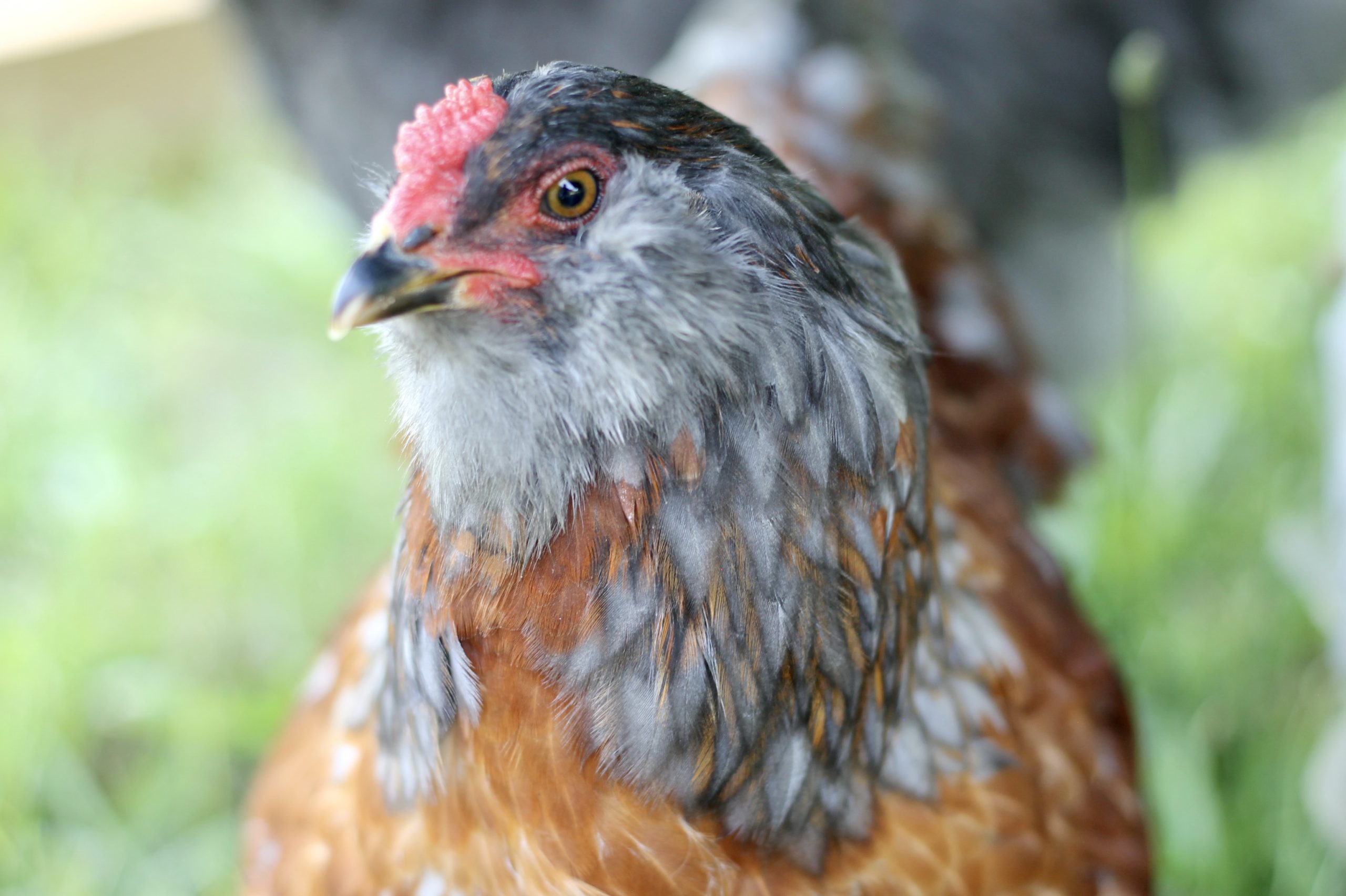 How to Start Homesteading - Morgan's Farmhouse