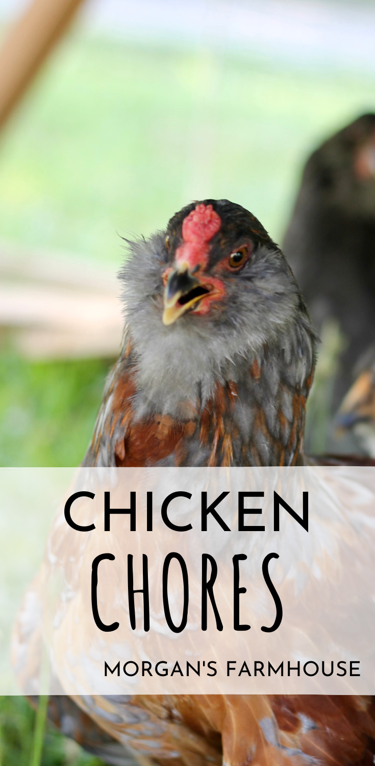 Chicken Chores - Morgan's Farmhouse