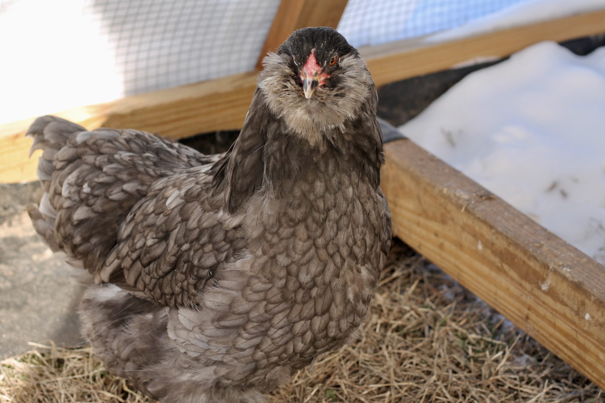 Chicken Keeping Basics - Morgan's Farmhouse