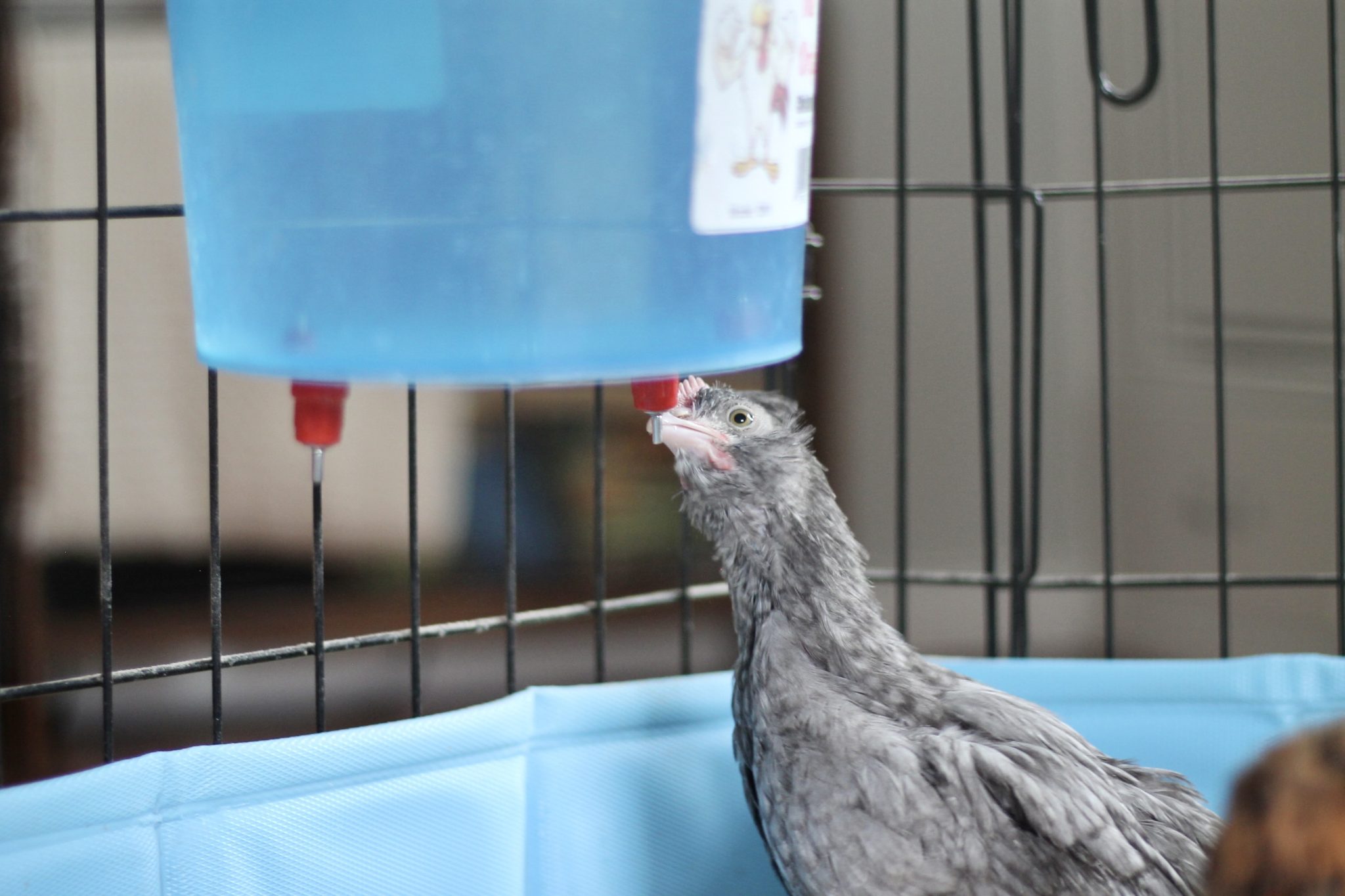 Chicken Keeping Basics - Morgan's Farmhouse